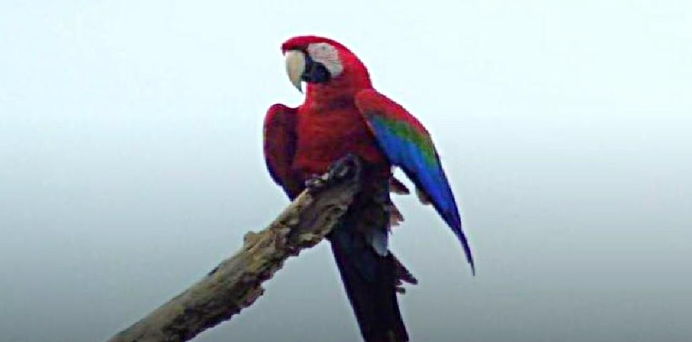 Parque Provincial Puerto Península: avistaron un Guacamayo que se creía ...