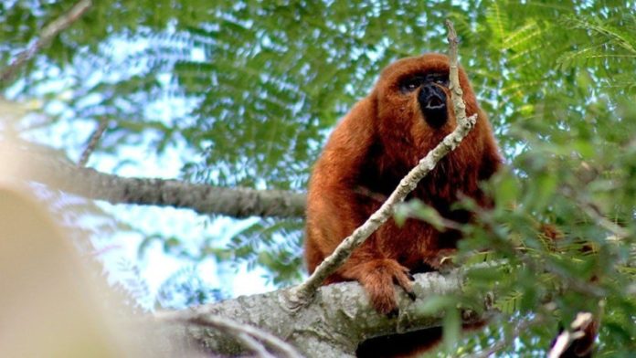 El Mono Carayá será declarado Monumento Natural Provincial