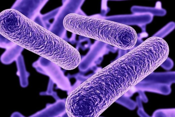Qué es la Legionella y cómo se transmite