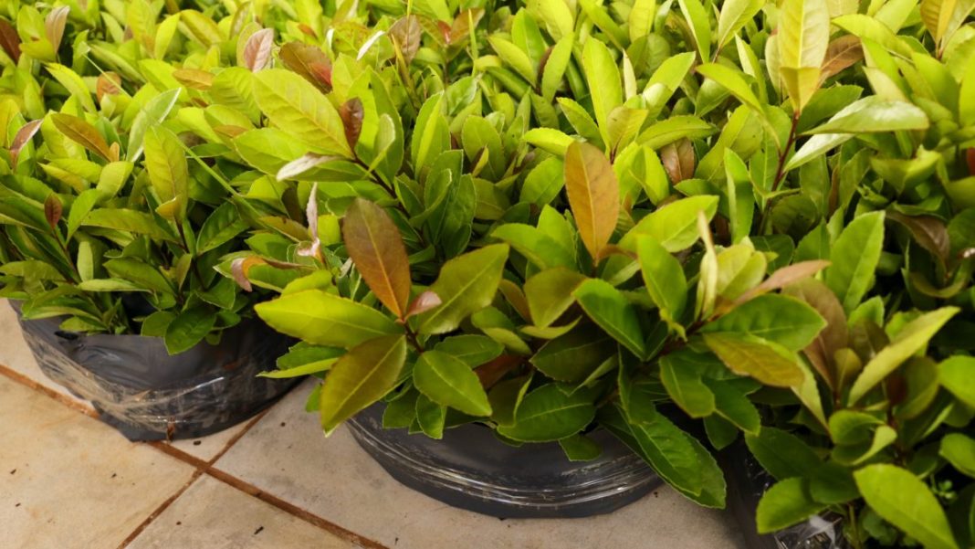 Entregarán 150 mil plantines de yerba mate a productores