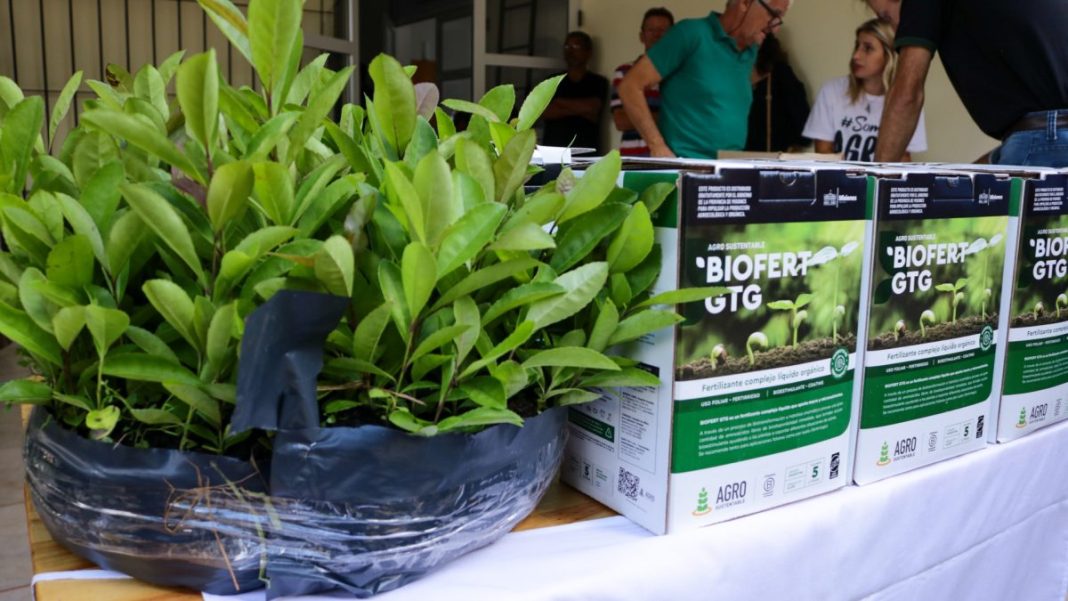 Entregarán 150 mil plantines de yerba mate a productores