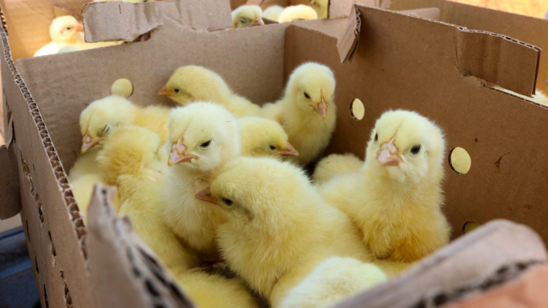 Continúan las inscripciones para la emisión del certificado de ...